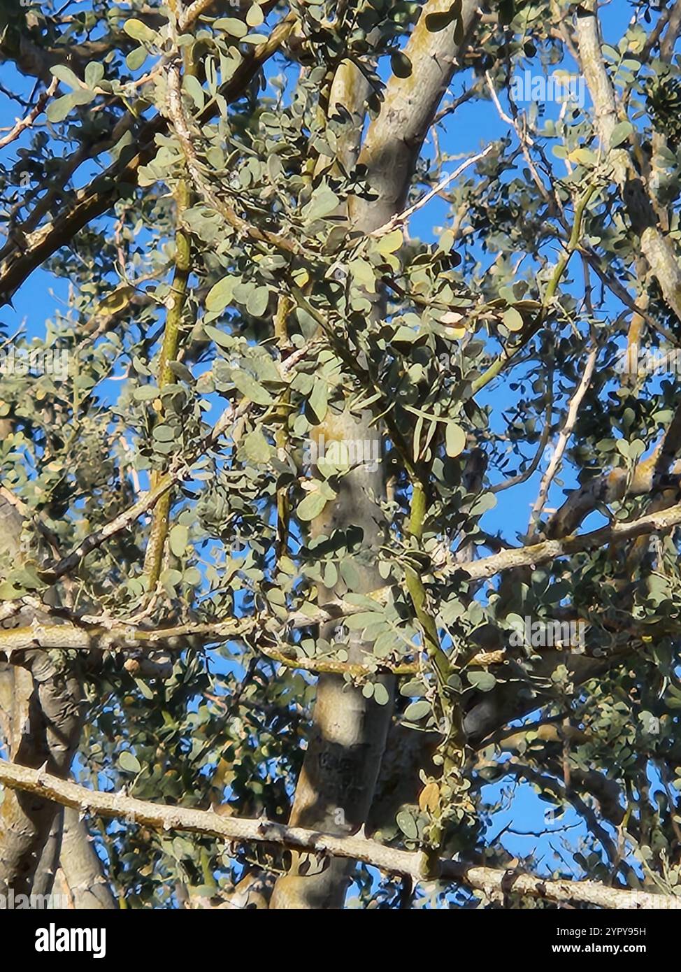 desert ironwood (Olneya tesota Stock Photo - Alamy