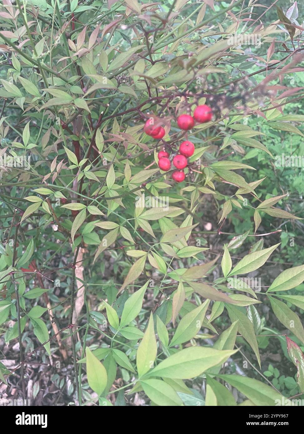 Heavenly bamboo (Nandina domestica Stock Photo - Alamy