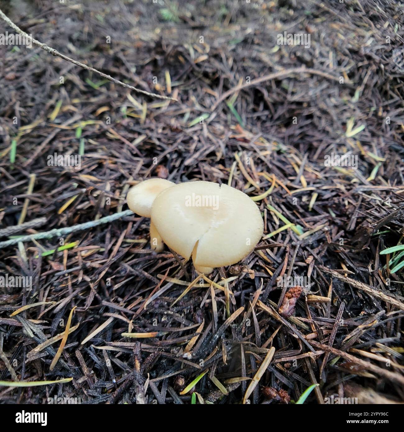 Fragrant Funnel (Clitocybe fragrans Stock Photo - Alamy