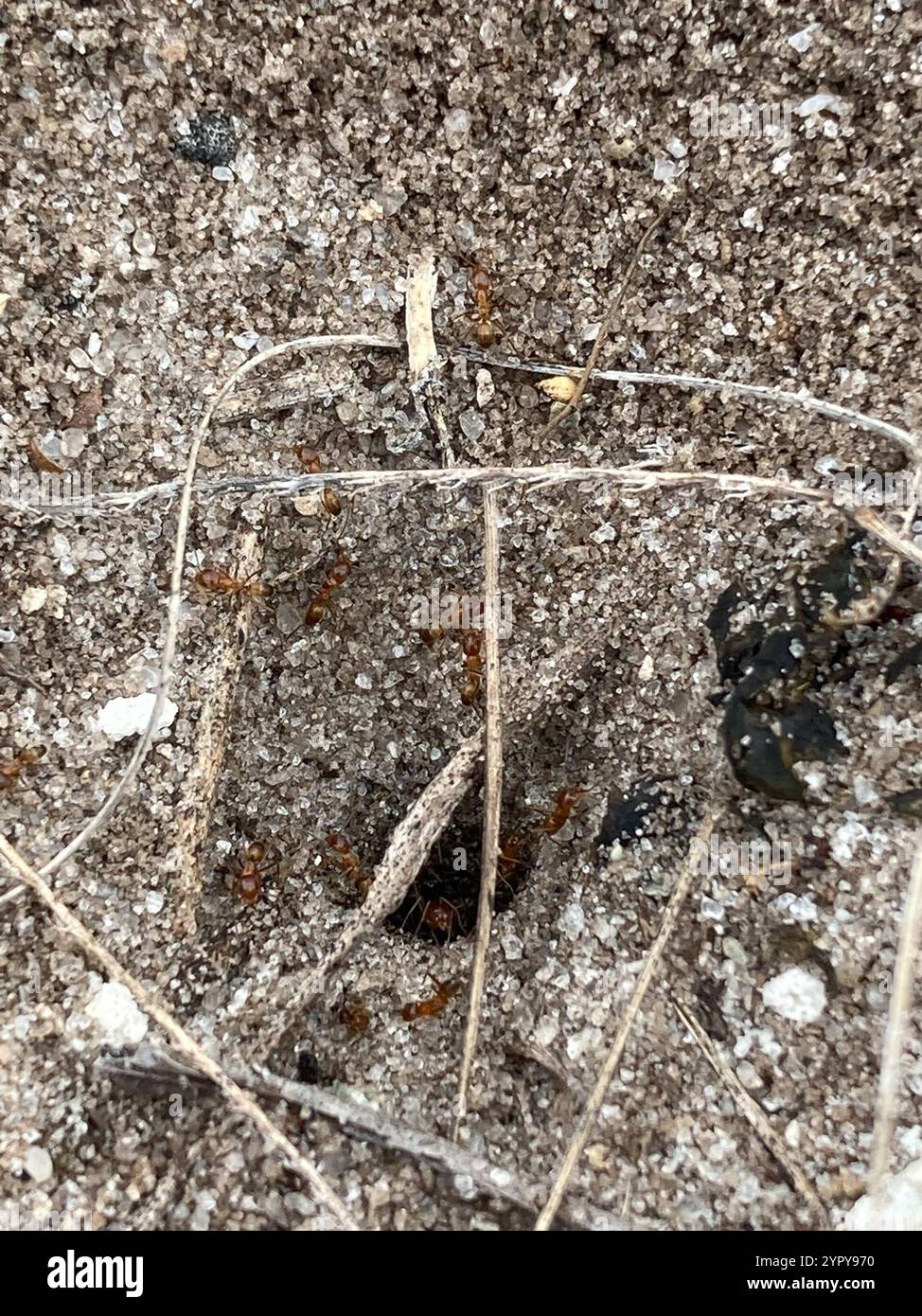 Buren's Pyramid Ant (Dorymyrmex bureni Stock Photo - Alamy