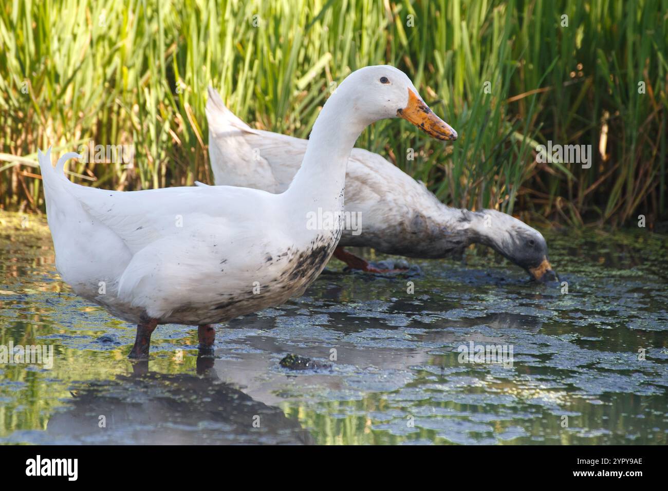 Cute white duck looking for food on wet mud soil land in the rice file ...