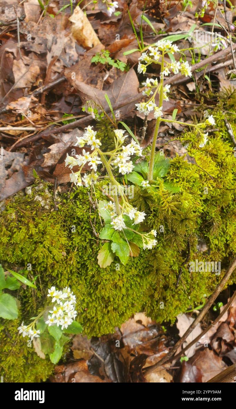 Micranthes virginiensis hi-res stock photography and images - Alamy