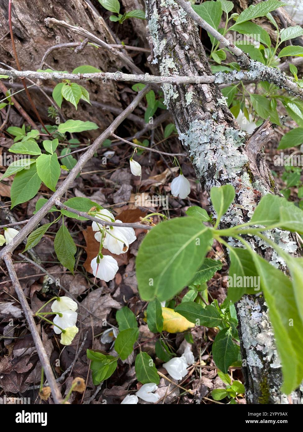 mountain silverbell (Halesia tetraptera Stock Photo - Alamy