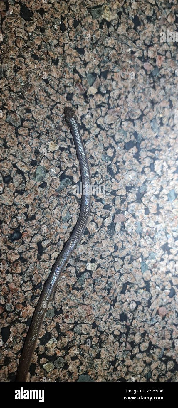 Northern Small-eyed Snake (Cryptophis pallidiceps Stock Photo - Alamy