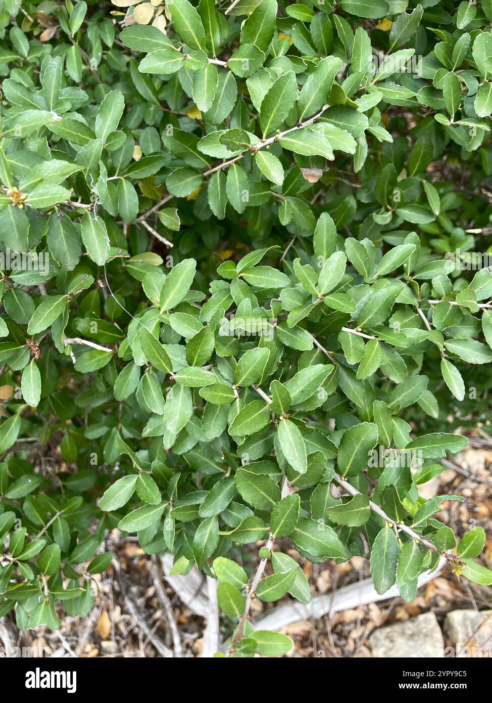 Yaupon Holly (Ilex vomitoria Stock Photo - Alamy