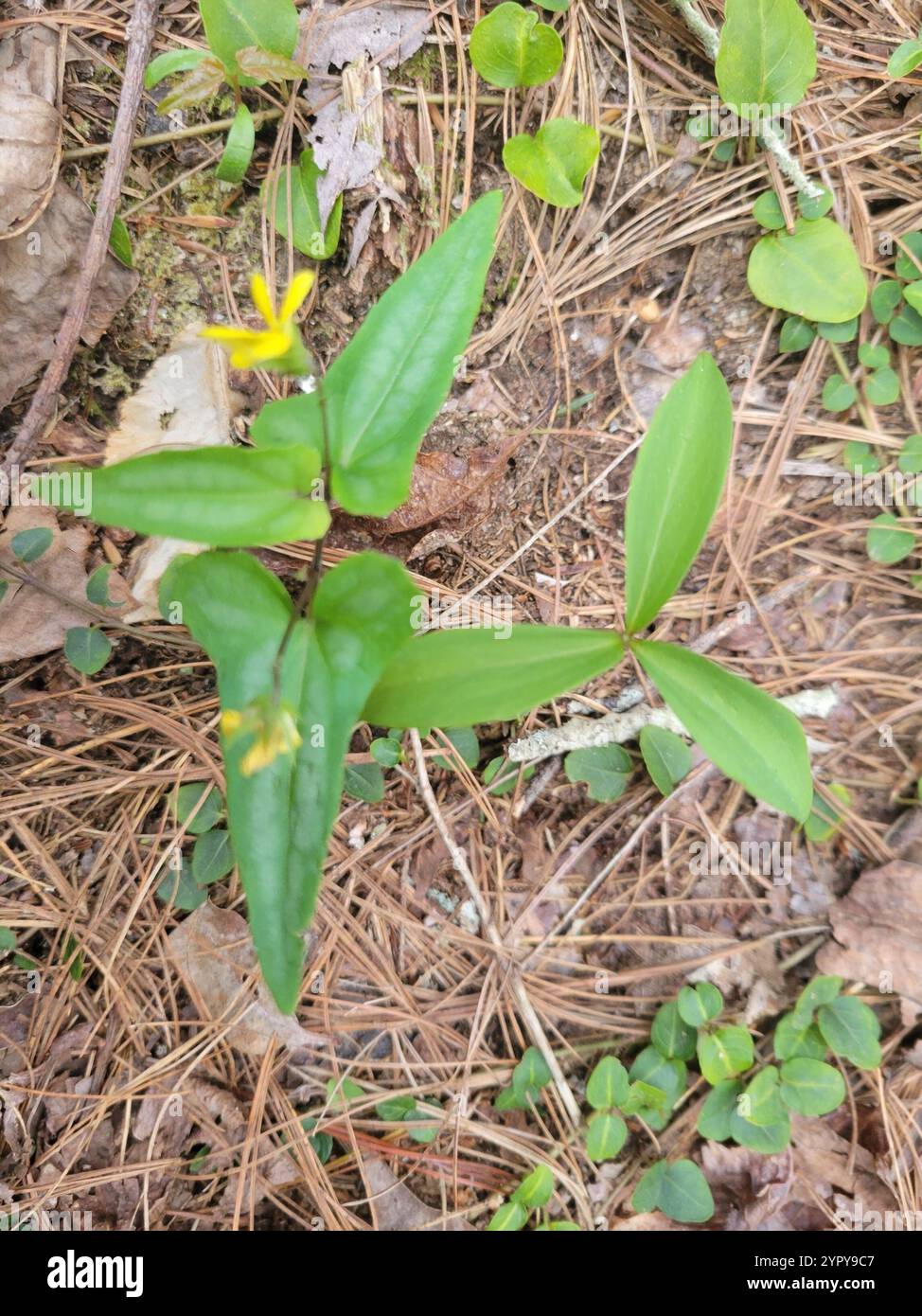 Halberd-leaved violet (Viola hastata Stock Photo - Alamy