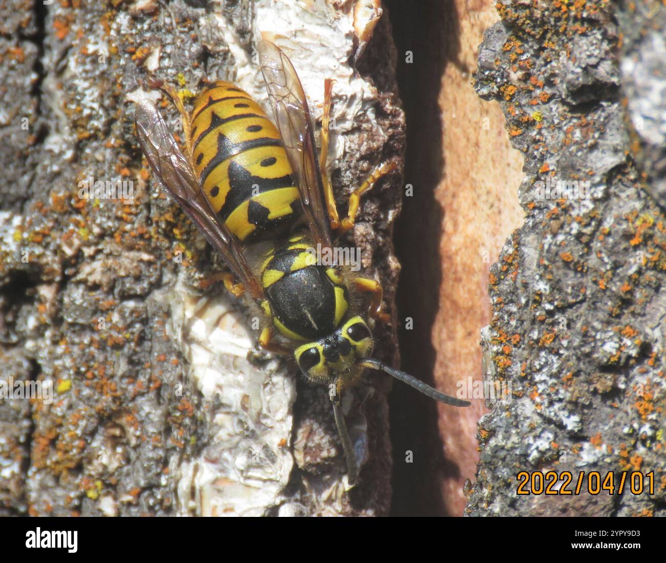 Western Yellowjacket (Vespula pensylvanica Stock Photo - Alamy