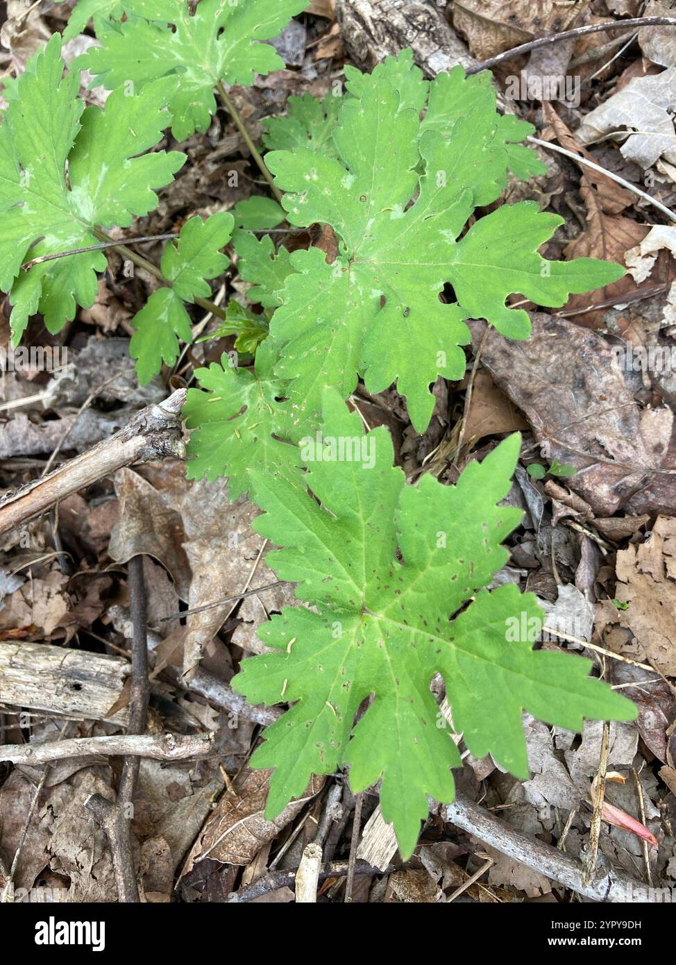 Broad-leaf Waterleaf (Hydrophyllum canadense Stock Photo - Alamy