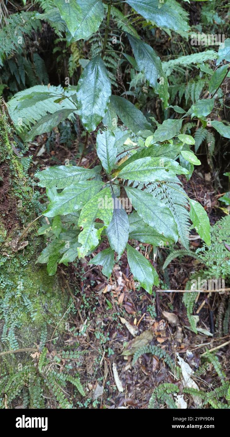 Kanono (Coprosma grandifolia Stock Photo - Alamy