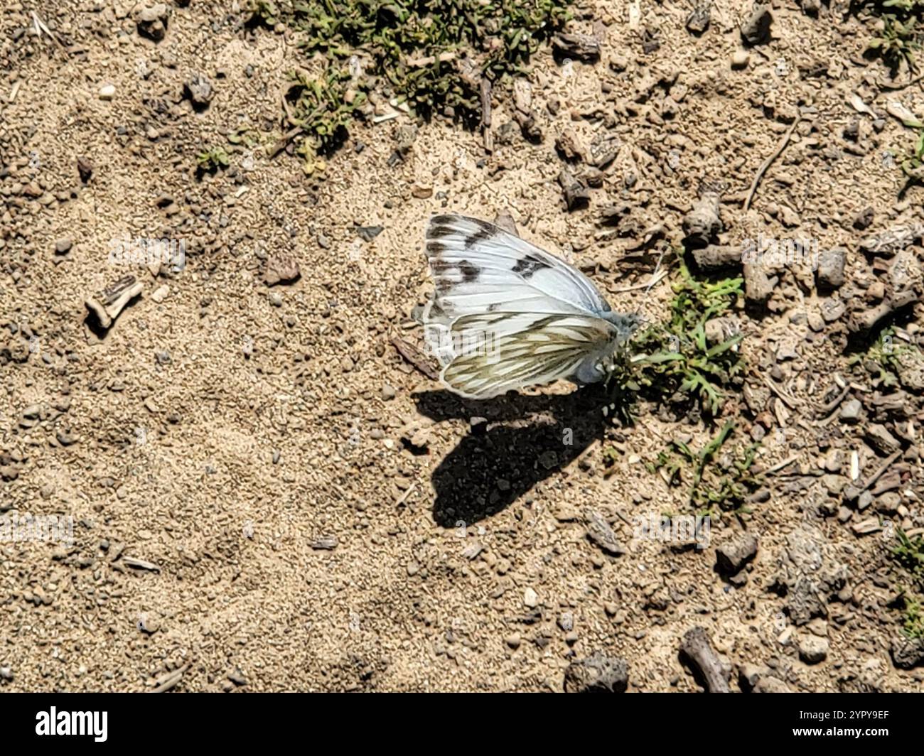 Checkered White (Pontia protodice Stock Photo - Alamy