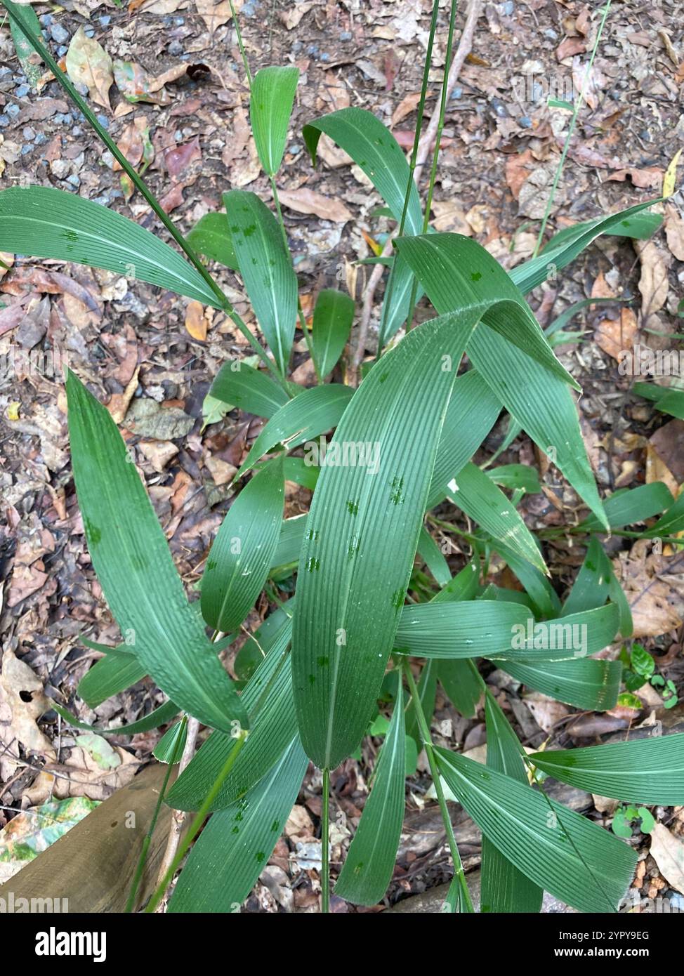 Palmgrass hi-res stock photography and images - Alamy