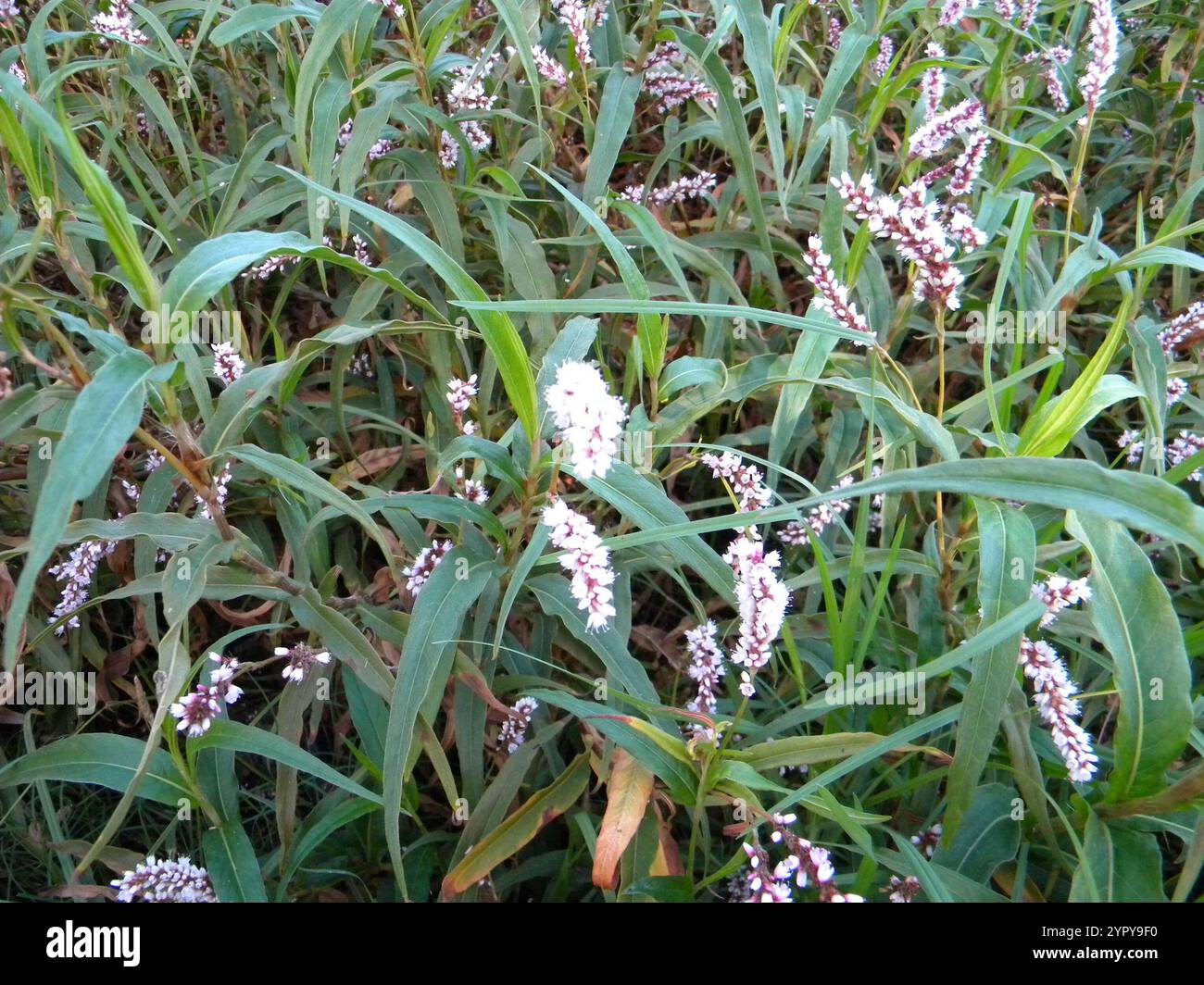 Bristly Snakeroot (Persicaria madagascariensis Stock Photo - Alamy