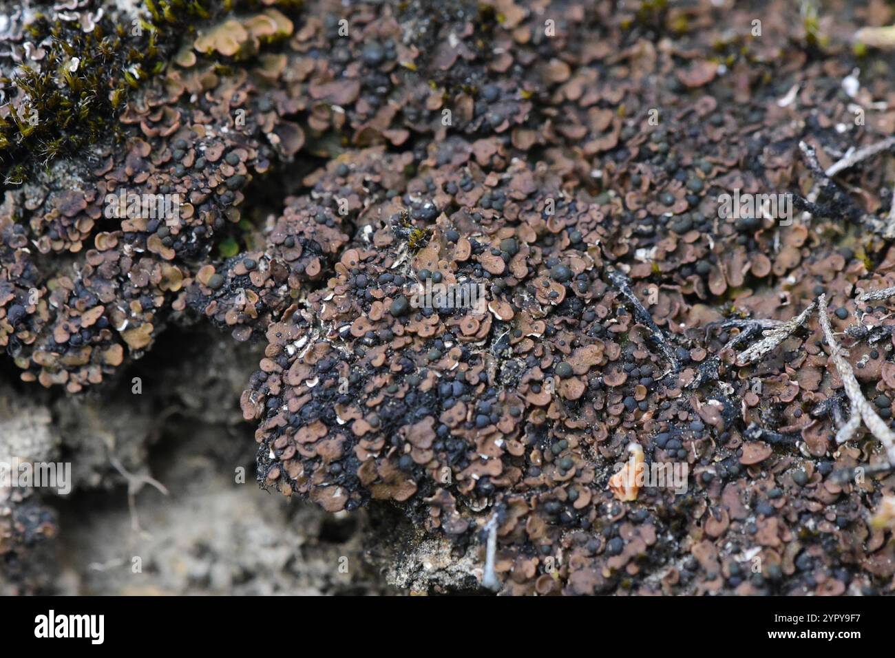 Earthscale Lichens (Placidium Stock Photo - Alamy
