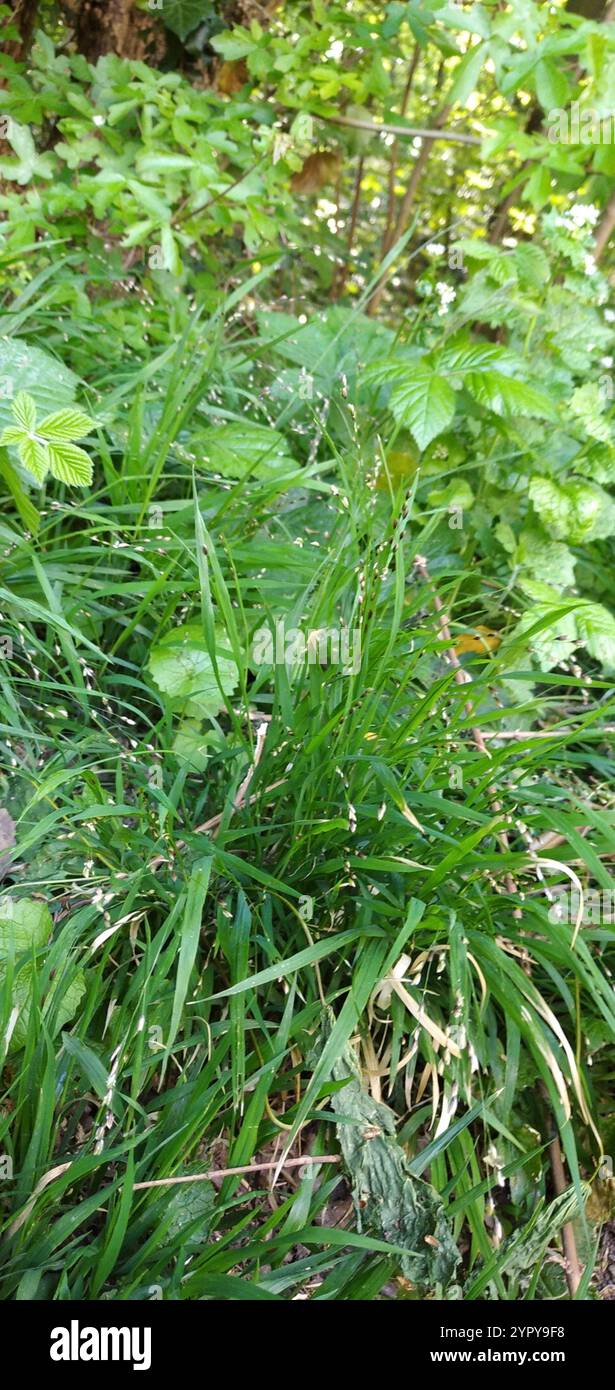 Melica uniflora hi-res stock photography and images - Alamy