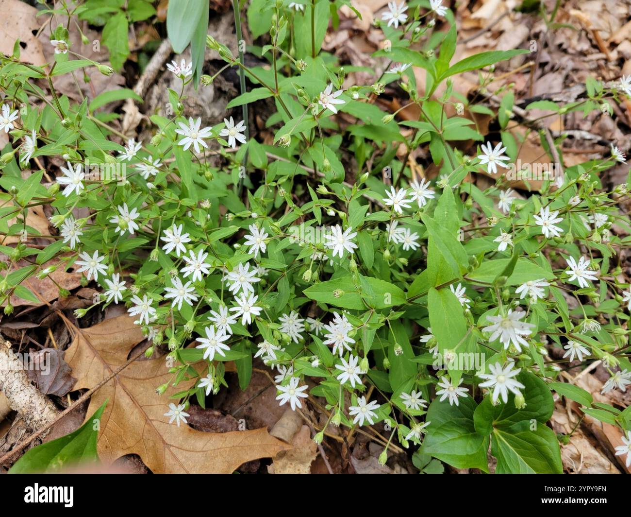 star chickweed (Stellaria pubera Stock Photo - Alamy