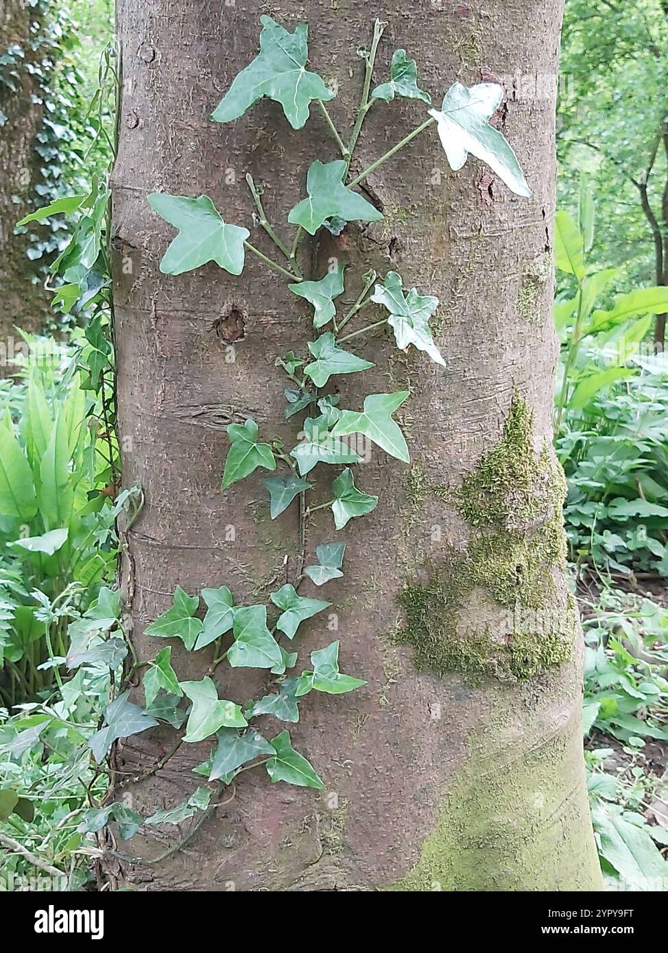 common ivy (Hedera helix Stock Photo - Alamy