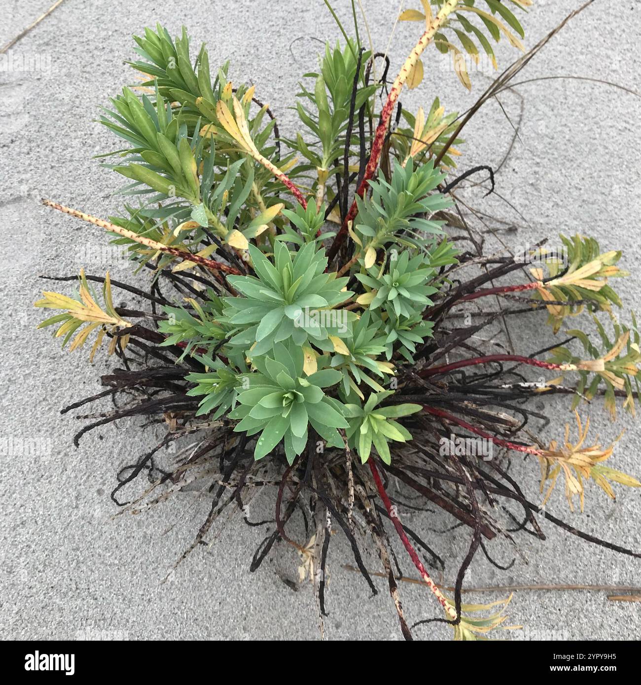 Shore Spurge (Euphorbia glauca Stock Photo - Alamy