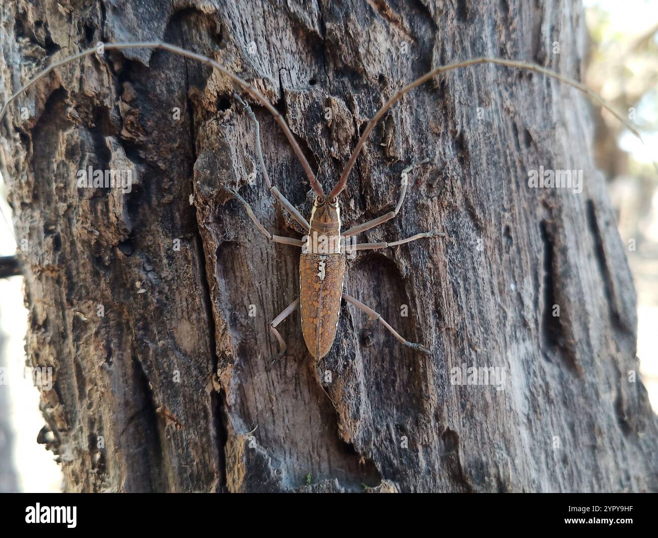 Fig Tree Borer (Neoptychodes trilineatus Stock Photo - Alamy