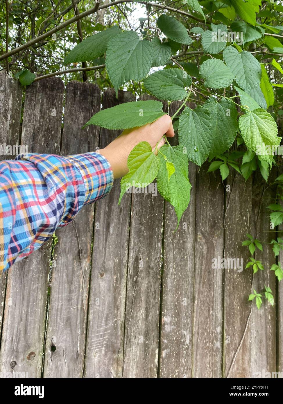 red mulberry (Morus rubra Stock Photo - Alamy