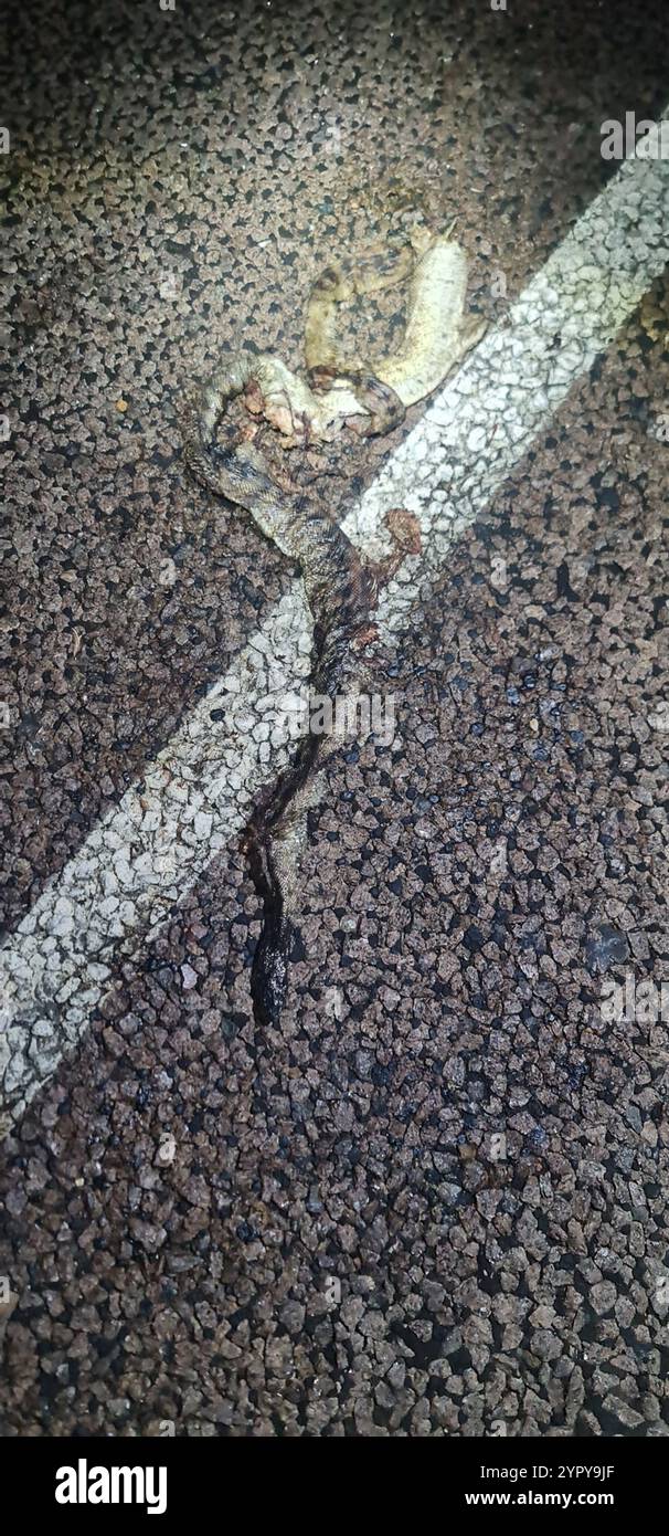 Black-headed Python (Aspidites melanocephalus Stock Photo - Alamy