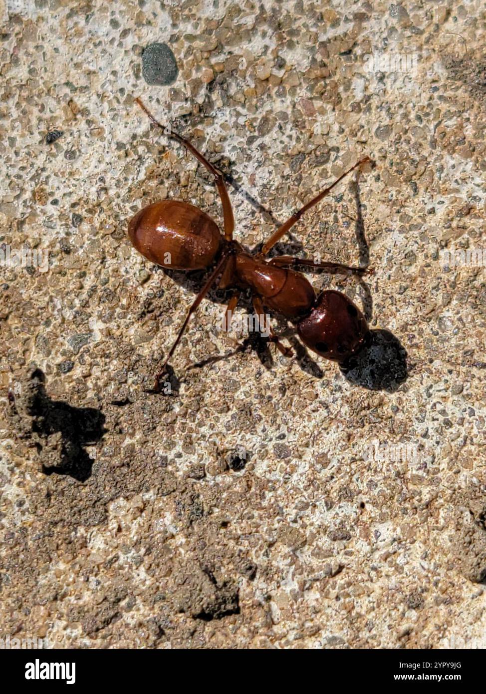 Chestnut carpenter ant hi-res stock photography and images - Alamy