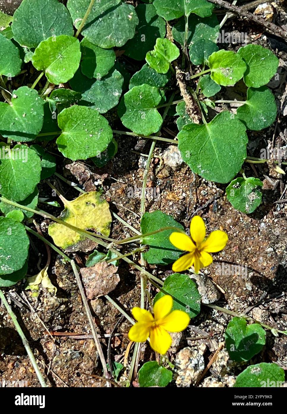 Redwood Violet (Viola sempervirens Stock Photo - Alamy