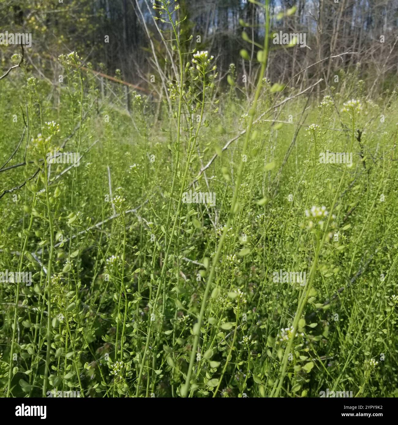 garlic penny-cress (Mummenhoffia alliacea Stock Photo - Alamy