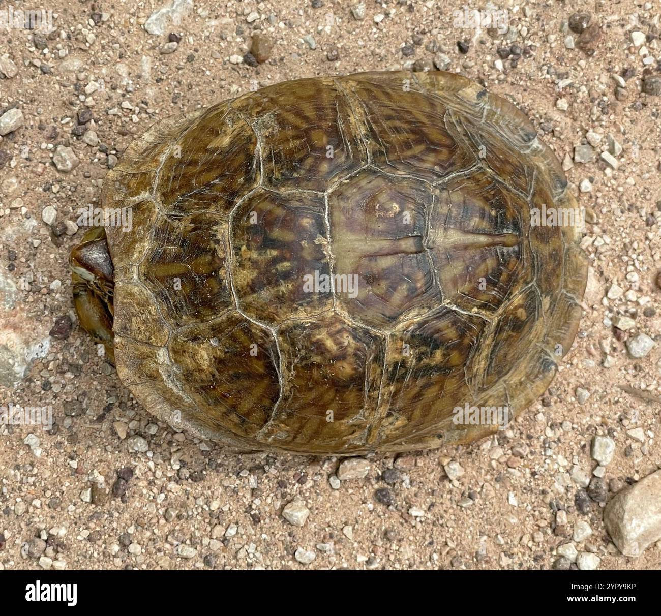 Three-toed Box Turtle (Terrapene triunguis Stock Photo - Alamy