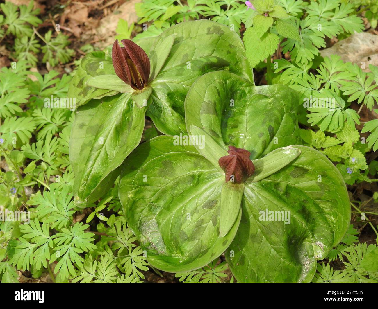 toadshade (Trillium sessile Stock Photo - Alamy