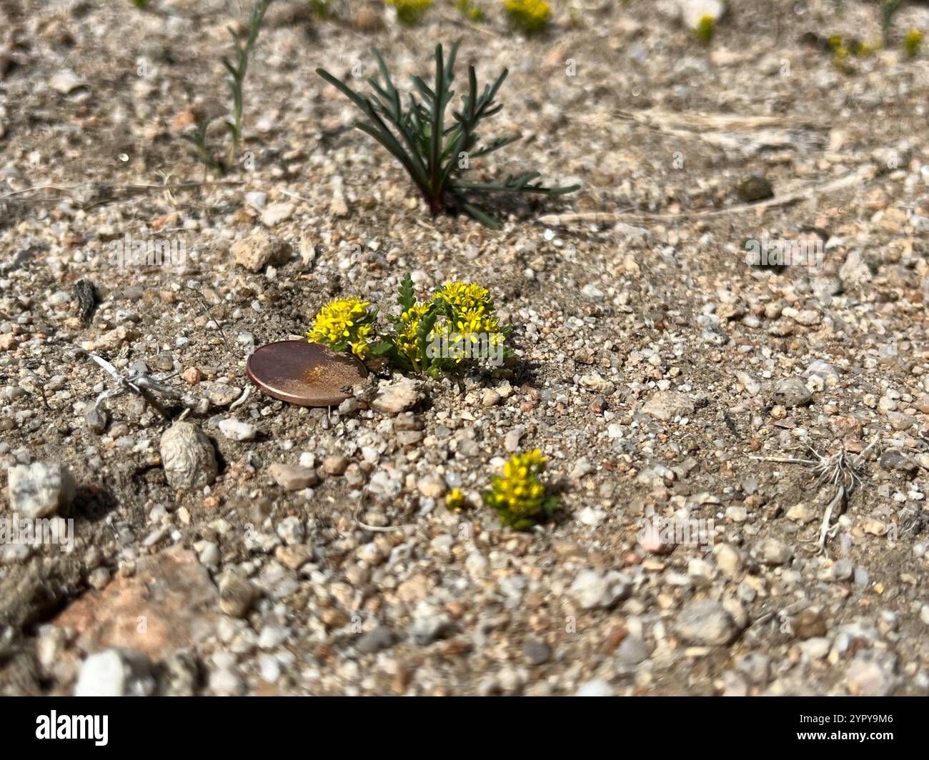 Peppercress hi-res stock photography and images - Alamy