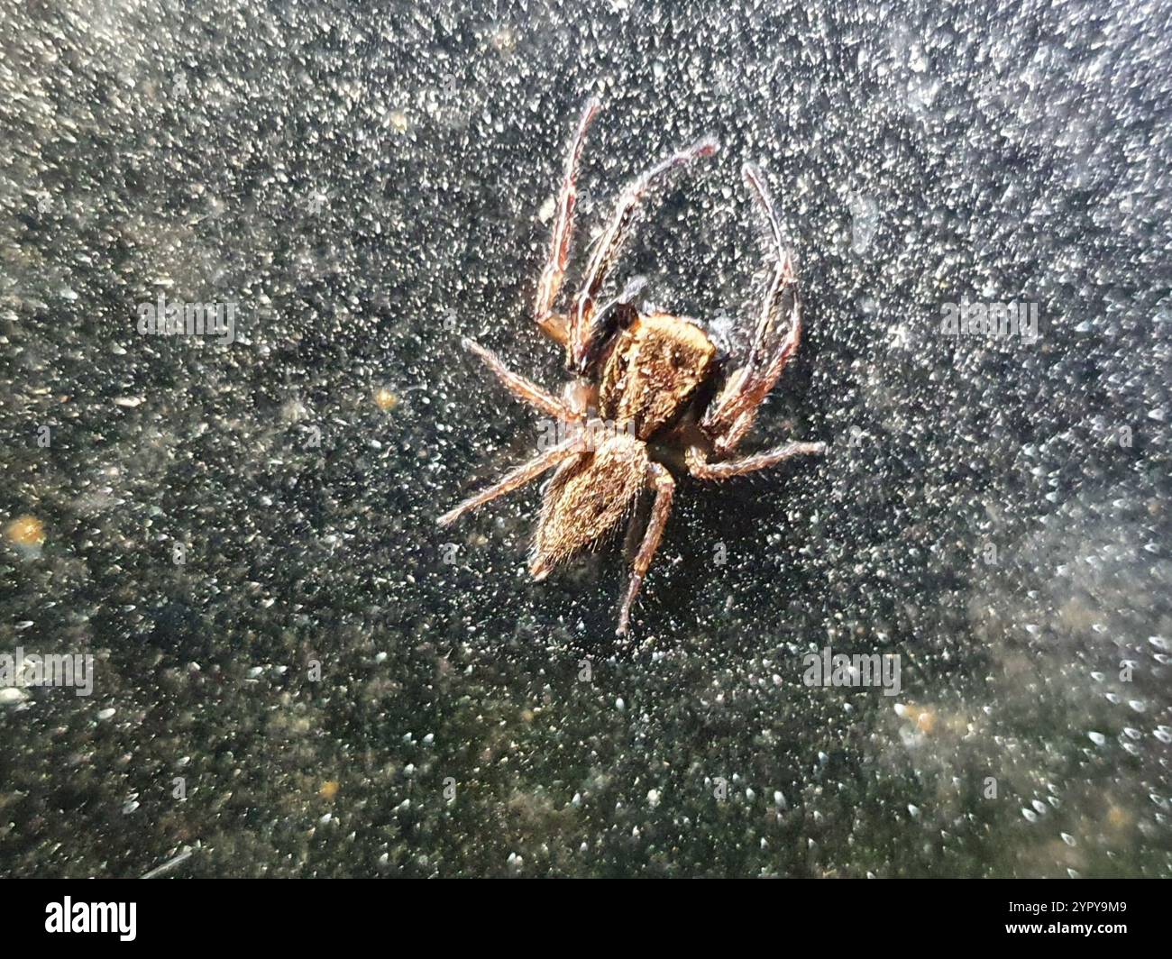 Golden-brown Jumping Spider (Trite auricoma Stock Photo - Alamy