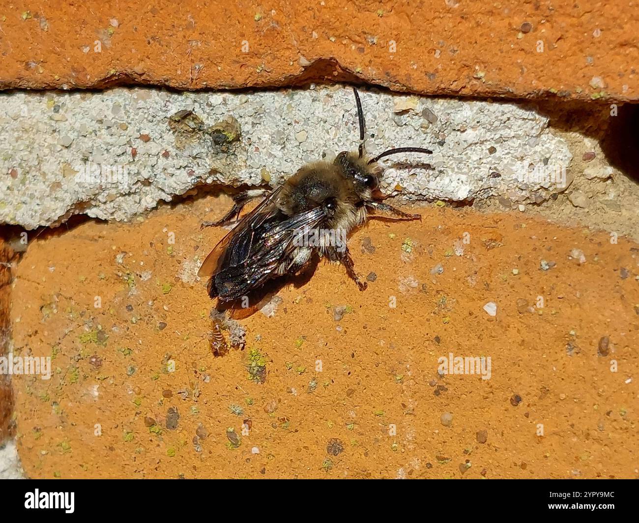 Common mourning bee hi-res stock photography and images - Alamy
