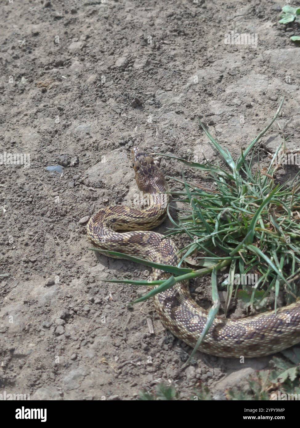 Pacific Gopher Snake (Pituophis catenifer catenifer Stock Photo - Alamy