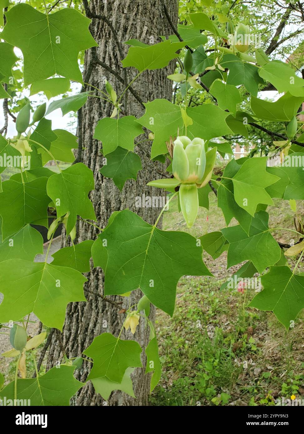 tulip tree (Liriodendron tulipifera Stock Photo - Alamy