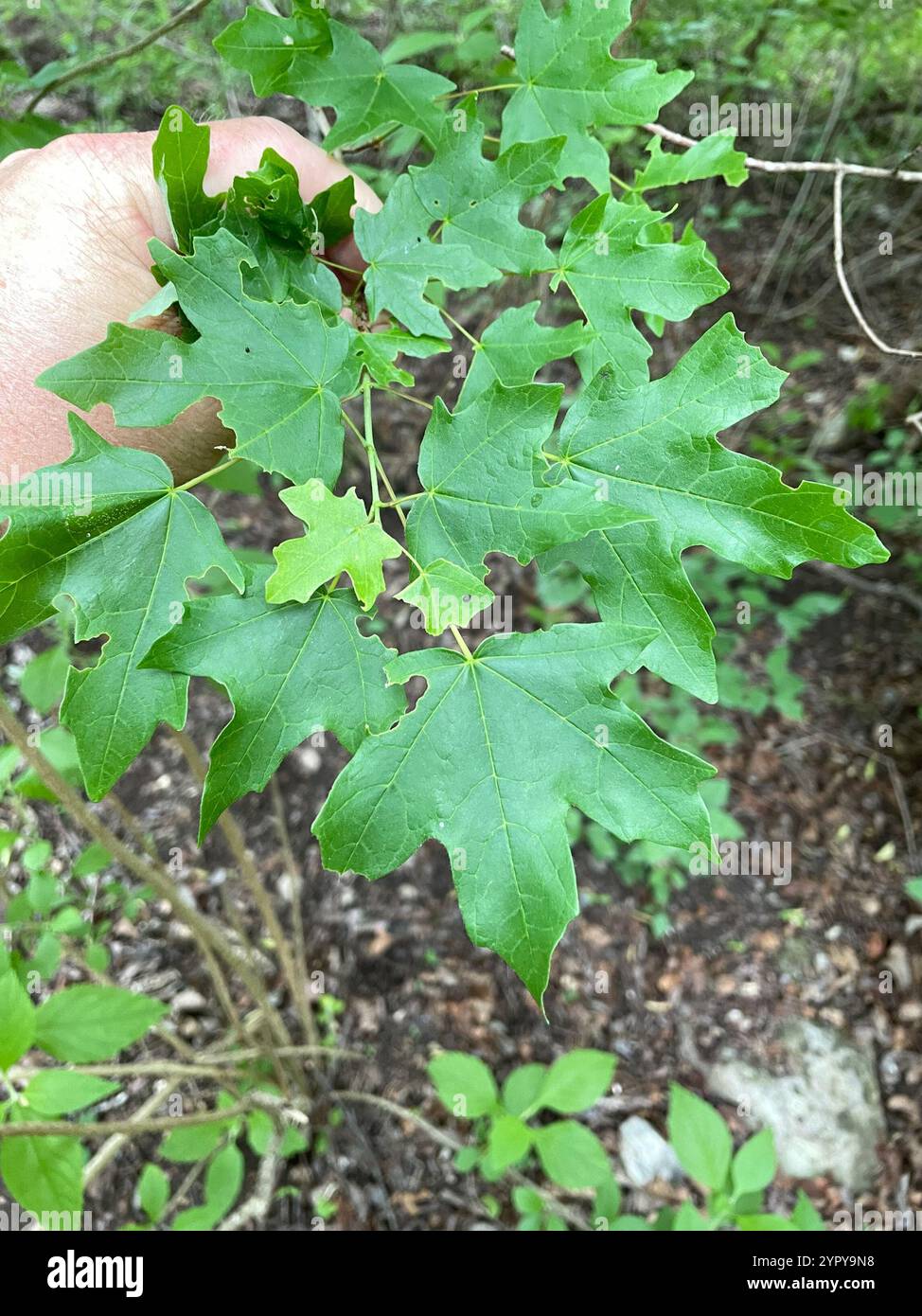 bigtooth maple (Acer grandidentatum Stock Photo - Alamy