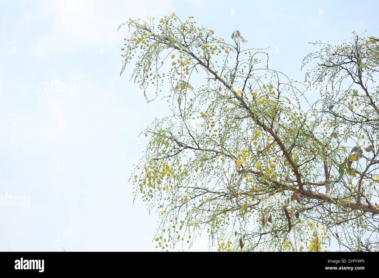Golden shower tree (Cassia fistula Stock Photo - Alamy