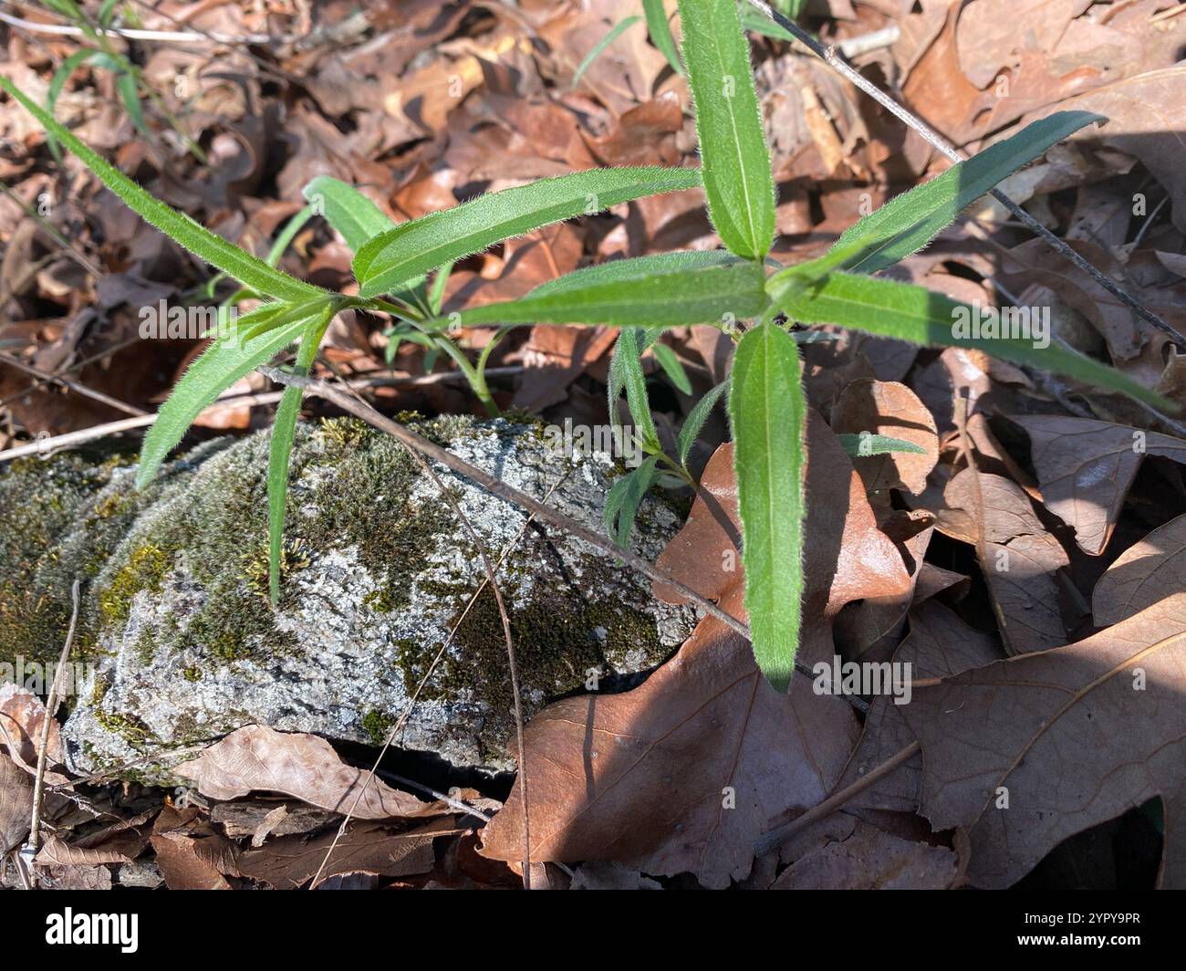 stiff-hair sunflower (Helianthus hirsutus Stock Photo - Alamy