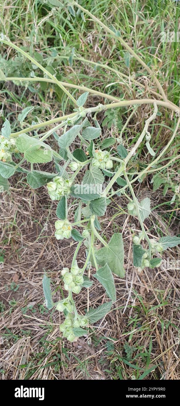 flannel weed (Sida cordifolia Stock Photo - Alamy