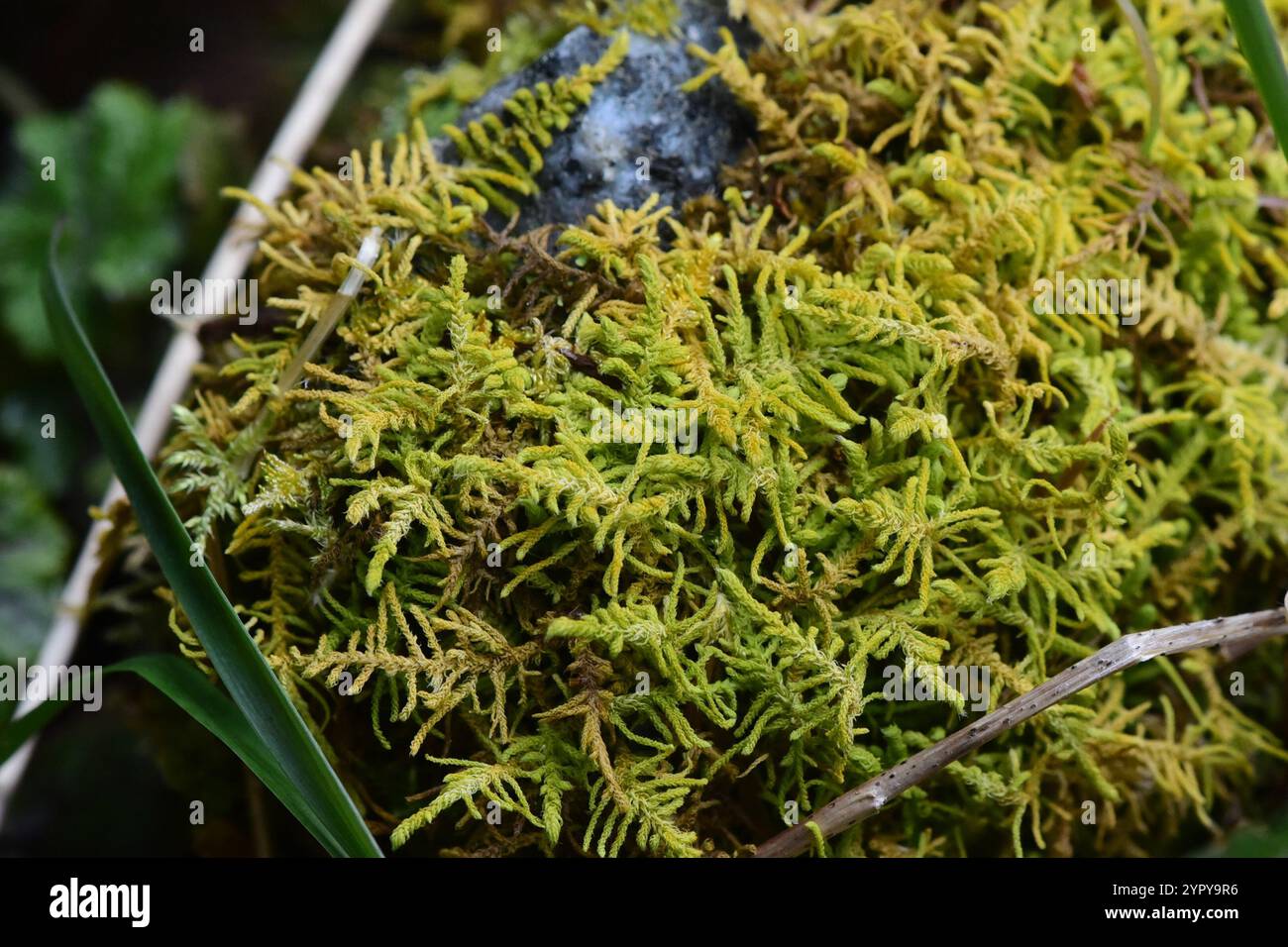 claopodium mosses (Claopodium Stock Photo - Alamy