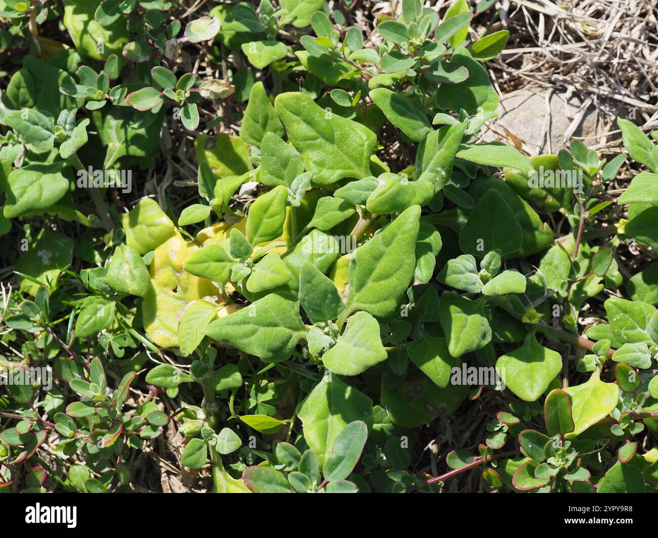 New Zealand Spinach (Tetragonia tetragonoides Stock Photo - Alamy