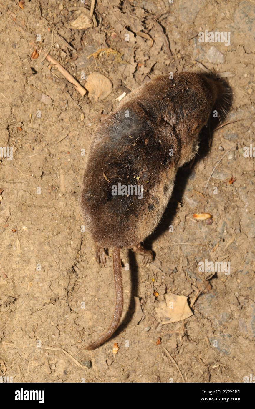 Common Shrew (Sorex araneus Stock Photo - Alamy