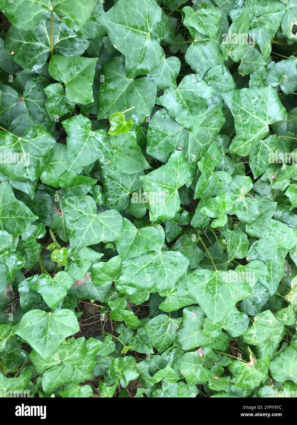 common ivy (Hedera helix Stock Photo - Alamy