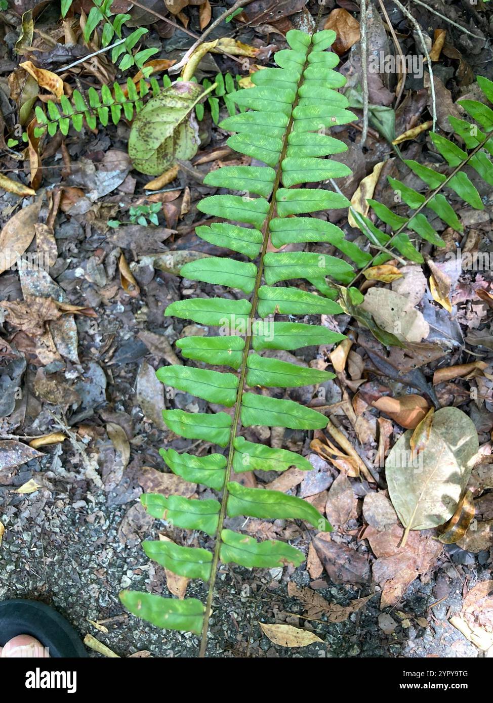 sword ferns (Nephrolepis Stock Photo - Alamy