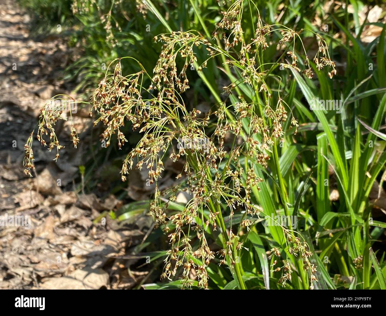 Great Woodrush (Luzula sylvatica Stock Photo - Alamy