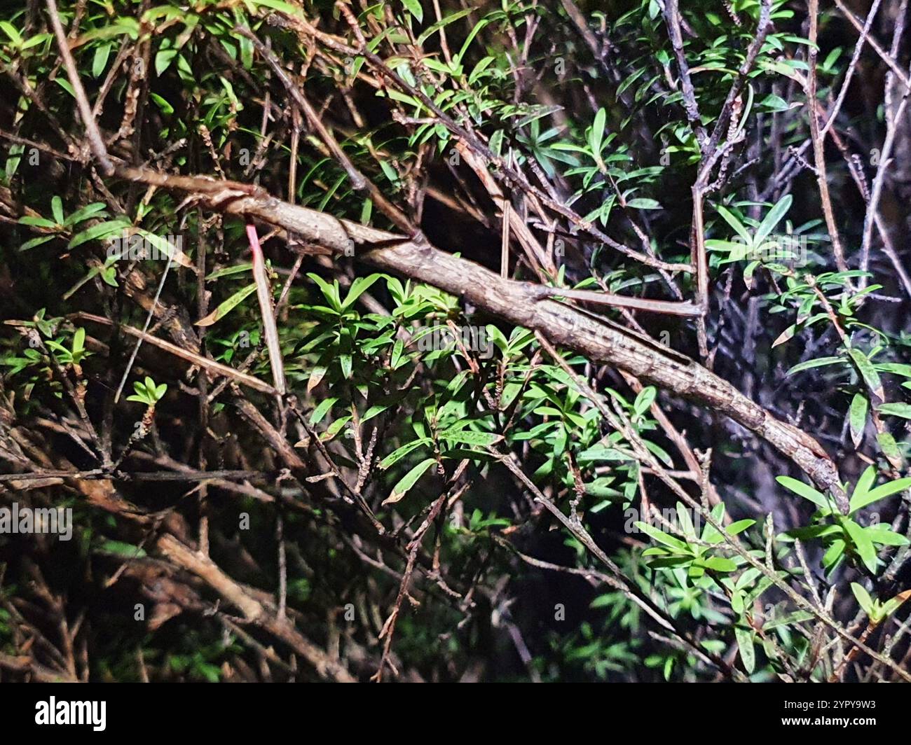 Acanthoxyla inermis hi-res stock photography and images - Alamy