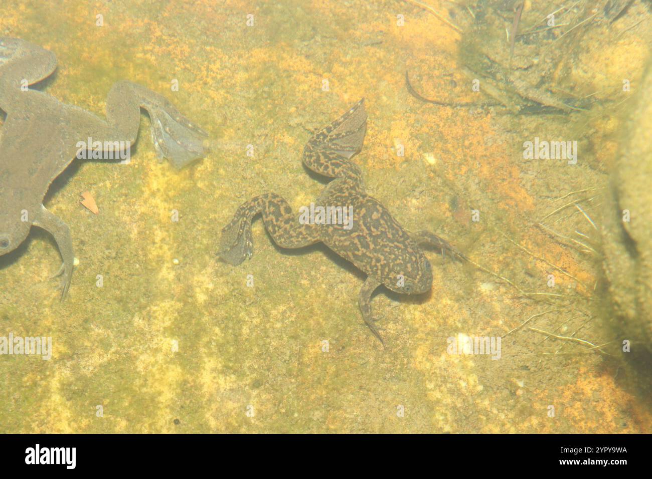African Clawed Frog (Xenopus laevis Stock Photo - Alamy