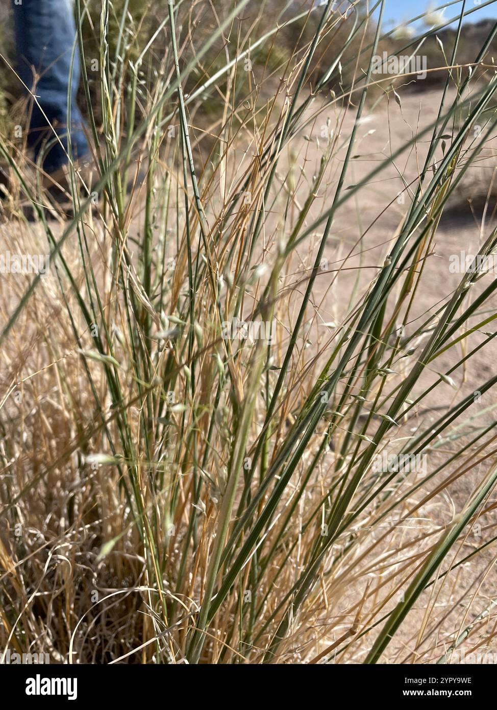 Sand Ricegrass (Eriocoma hymenoides Stock Photo - Alamy