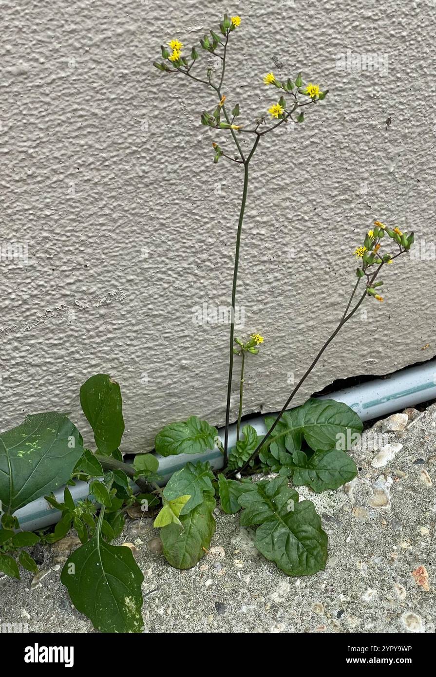 Oriental false hawksbeard (Youngia japonica Stock Photo - Alamy