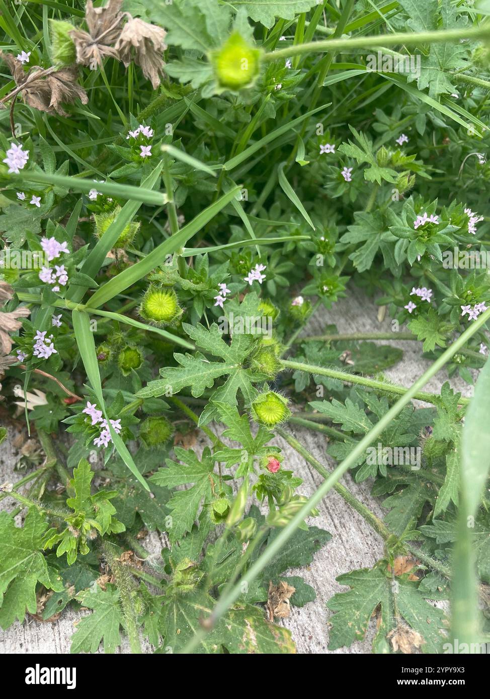 Carolina Bristlemallow (Modiola caroliniana Stock Photo - Alamy