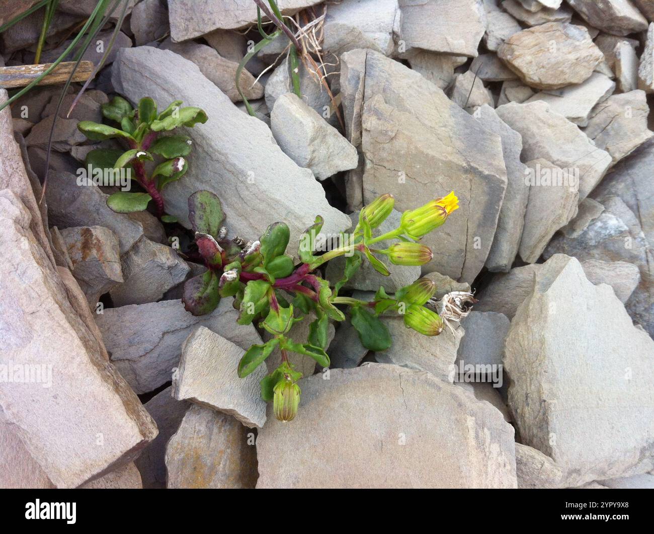 dwarf mountain ragwort (Senecio fremontii fremontii Stock Photo - Alamy